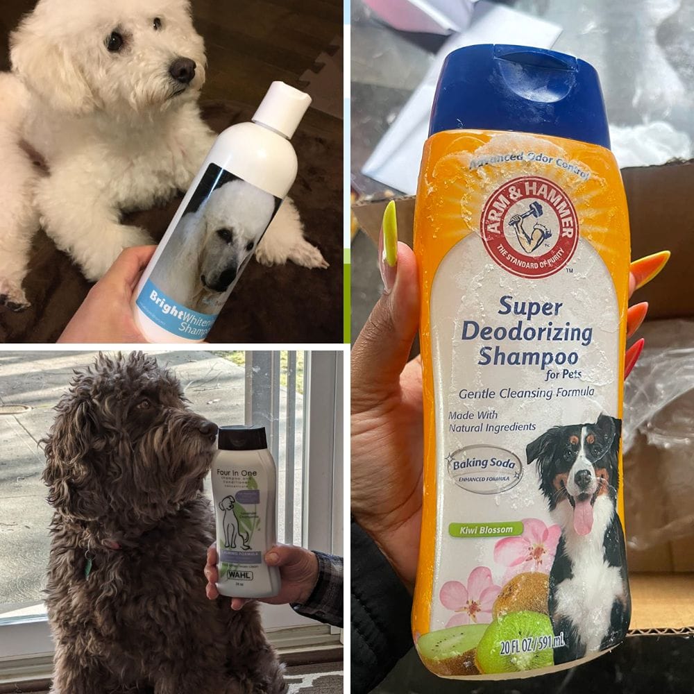 Best Labradoodle Shampoo To Keep Your Furry Friend Fresh