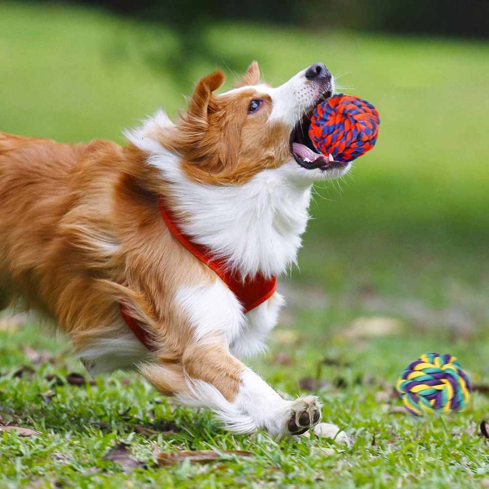 Best Dog Rope Toy: Keep Your Pup Entertained