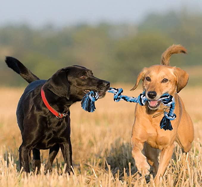 Best Dog Rope Toy: Keep Your Pup Entertained