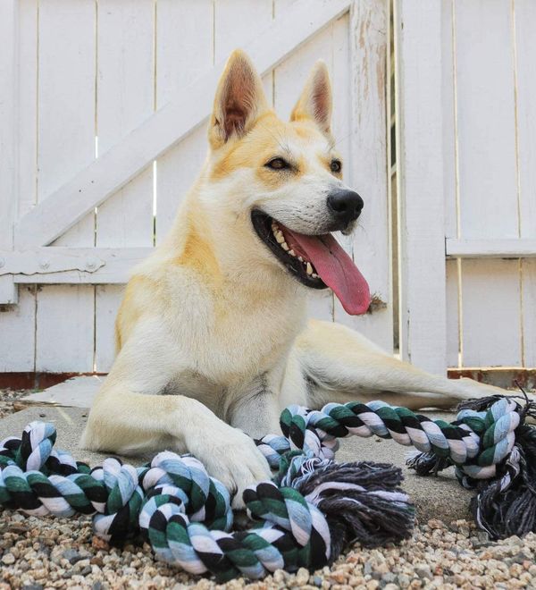 Best Dog Rope Toy: Keep Your Pup Entertained